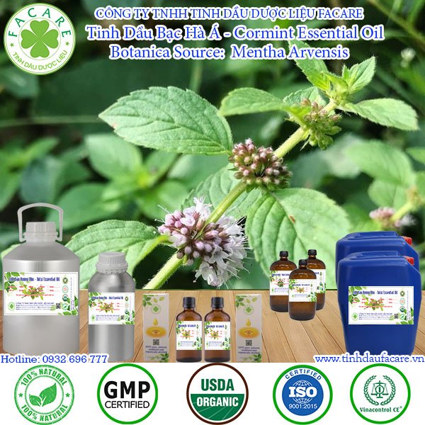 Tinh Dầu Bạc Hà Á – Cormint Essential Oil - Nhập Khẩu Và Phân Phối Tinh ...